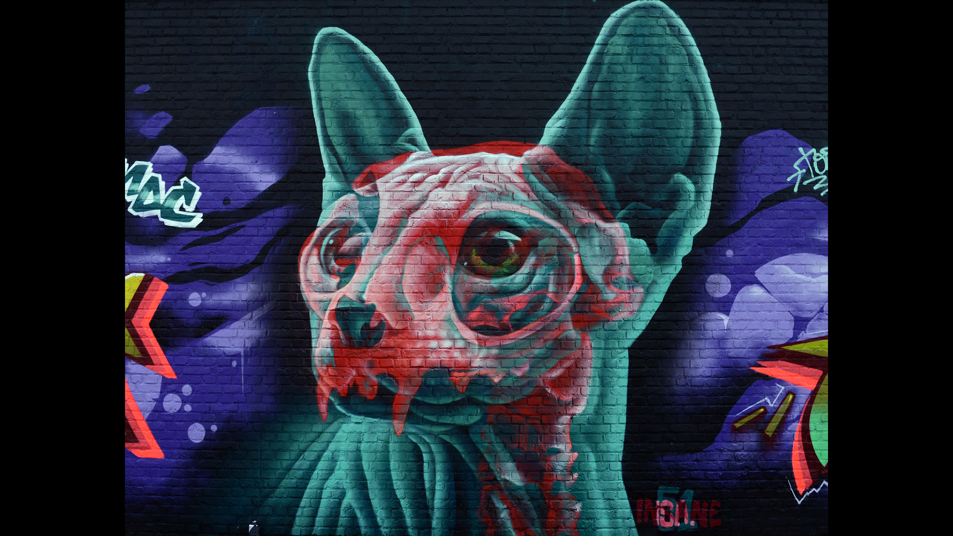 Sphynx cat - INSANE 51